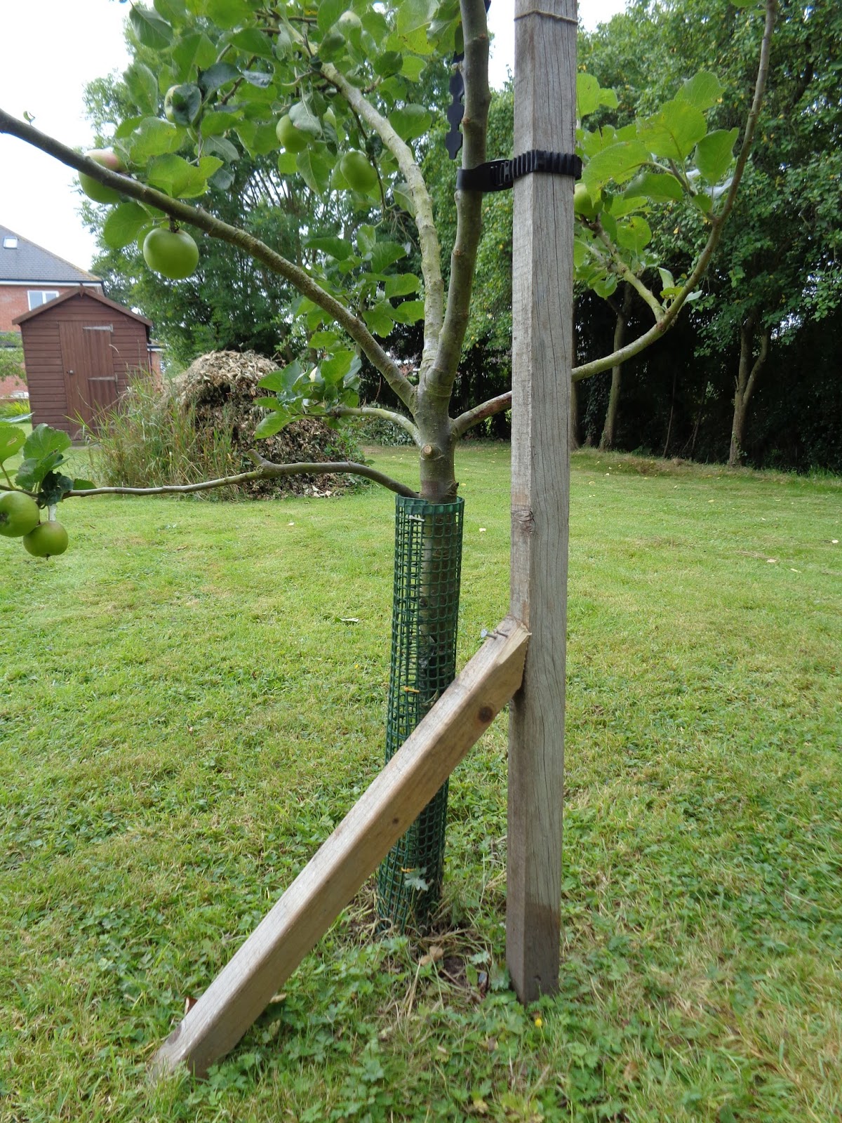 Summer Pruning a Bramley Apple Tree
