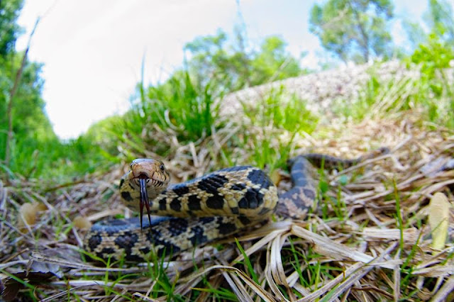 Herpedex: All the Herps I Have Seen In The Wild: Spring Herping at Allerton