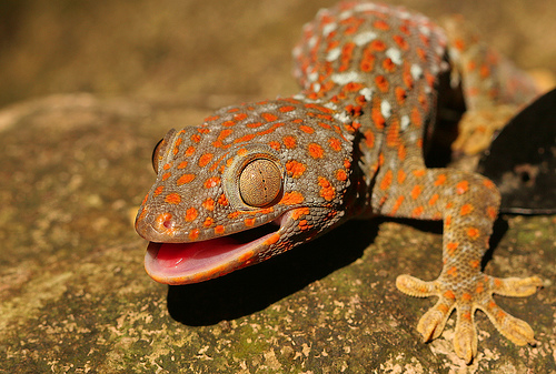 Tokay gecko Or Tuko