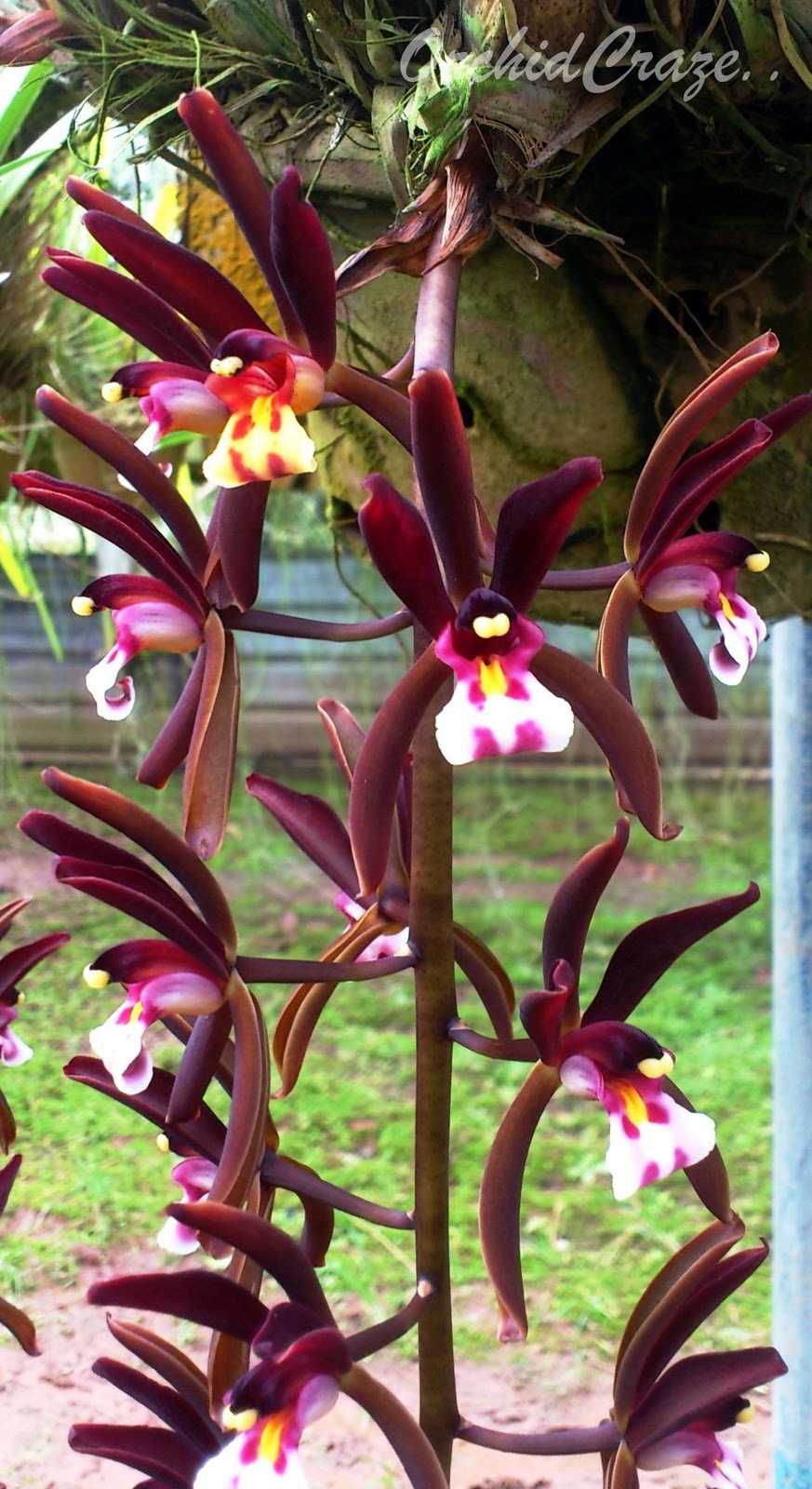 OrchidCraze: Jalan-jalan cari orkid : Merbok, Kedah