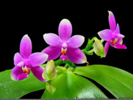 12 Bunga Anggrek Top Dunia Yang Cantik Dan Indah