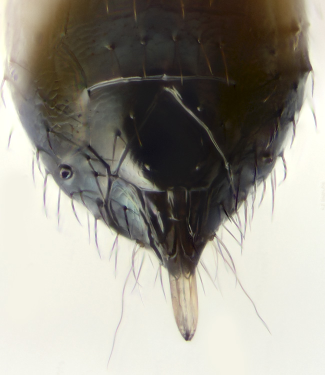 ムシをデザインしたのはダレ？: ヒメコバチ科 Tetrastichus ?howardi ♂