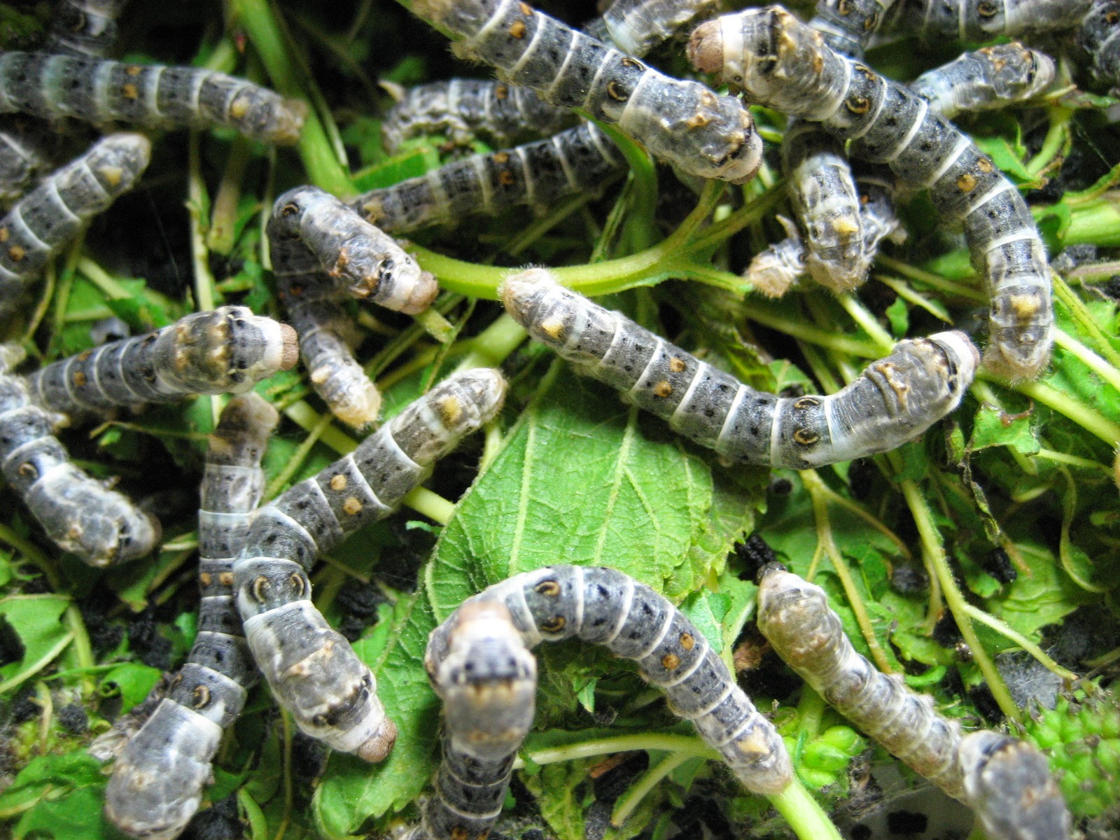 GUSANOS, ANIMALES QUE TIENEN AMBOS SEXOS ~ CURIOSIDADES DE LOS ANIMALES