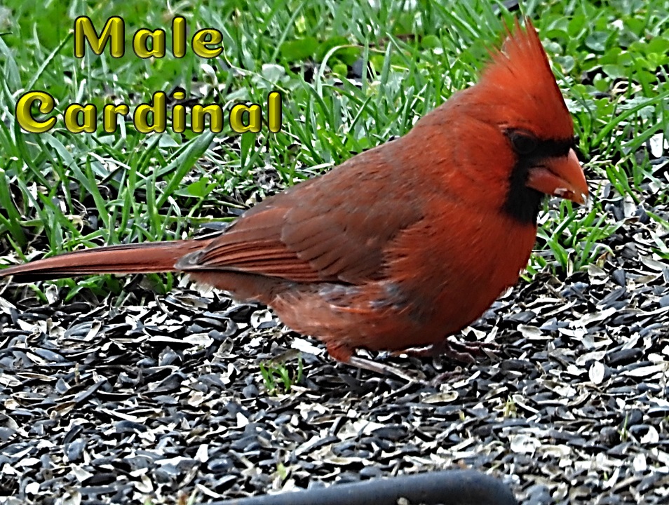 Animal, Nature, and Travel: First visit to Wheeler's National Wildlife ...