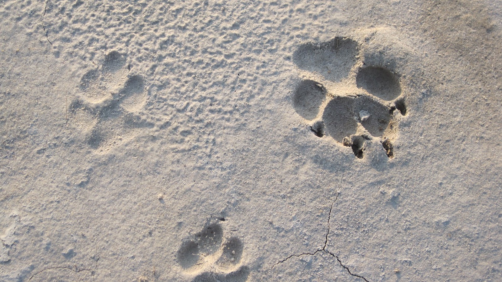 Elise's Adventures: Elise's Africa Adventure: Part One