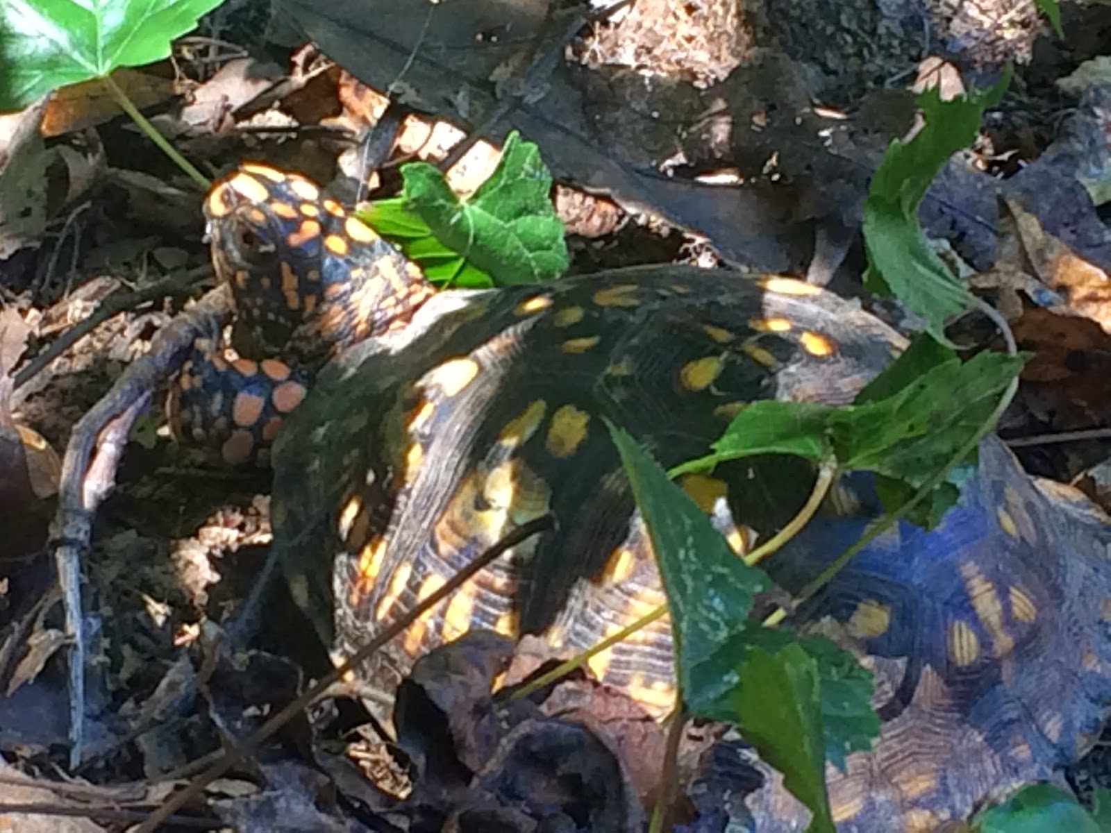 Learning About Animals: Orange Spotted Turtle!!