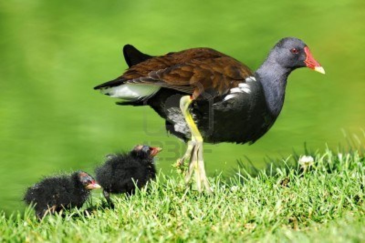 World All Animals: Common Moorhen