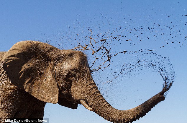 White Wolf : Elephants splash around in the mud to cool down (Photos)