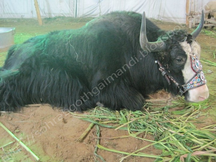 Sohrab Goth Gai Mandi Photos Gallery: Tiger Memon DHA 2010