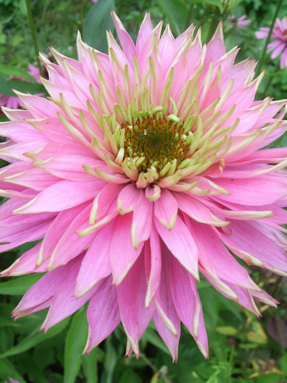 Stauder i Stovby: Historien om en Solhat der aldrig kom til salg