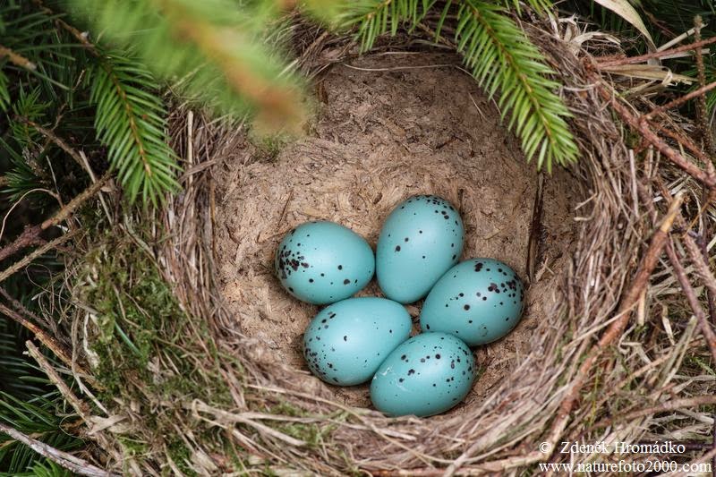 Vtáky Slovenska: Drodz Plavý - Turdus philomelos