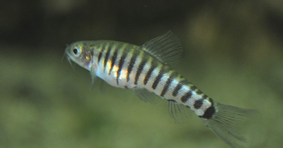 ZOOTOGRAFIANDO (6.096 ANIMALS): LOCHA CEBRA ENANA (Micronemacheilus ...