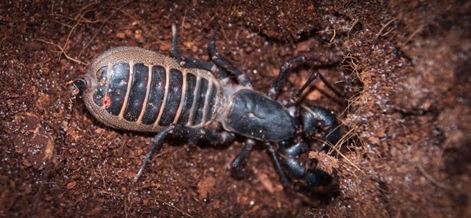 Pacific Science Center Life Sciences: Vinegaroon Babies?