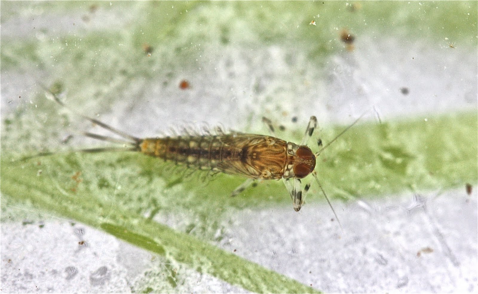 Aquatic Insects of Central Virginia: Searching for Small Minnow nymphs ...
