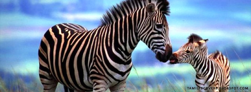 My India FB Covers: Zebra love - Animal FB Cover