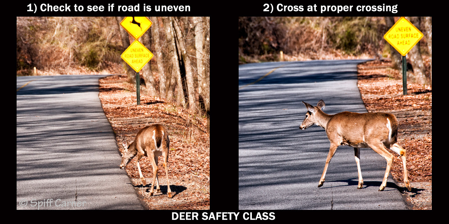 Spiff Happens: Deer Safety Class