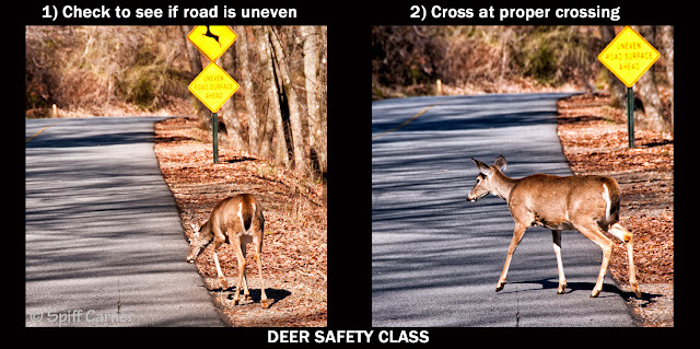 Spiff Happens: Deer Safety Class