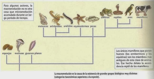 La evolución de las especies.: Macroevolución, monstruos prometedores y ...