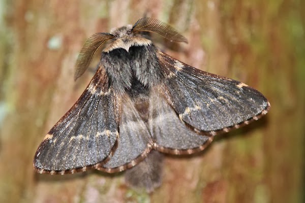 Species of UK: Week 42: December Moth ('Poecilocampa populi')