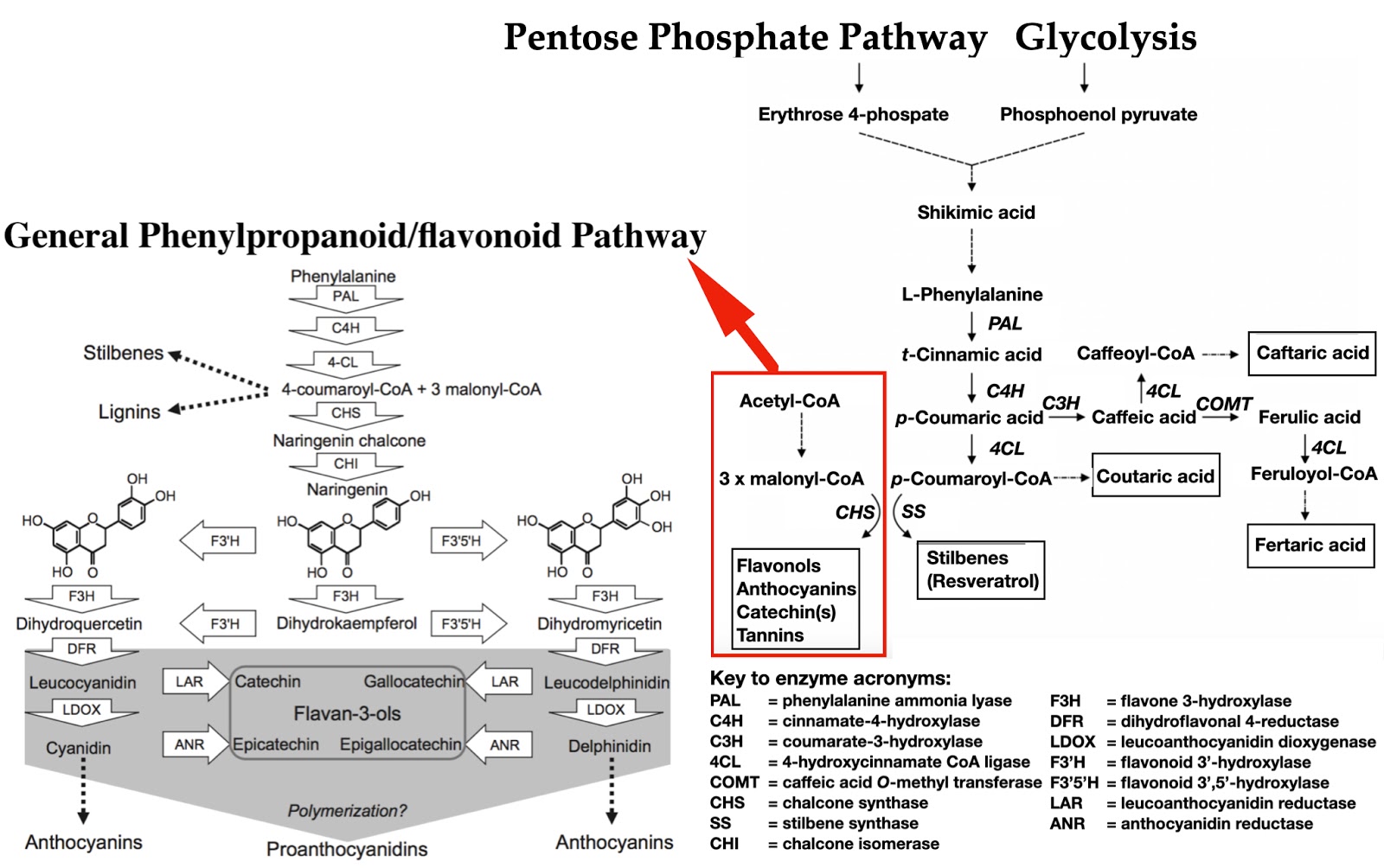 EnoViti: Biosynthesis of Phenolic Compounds in Grape Berry