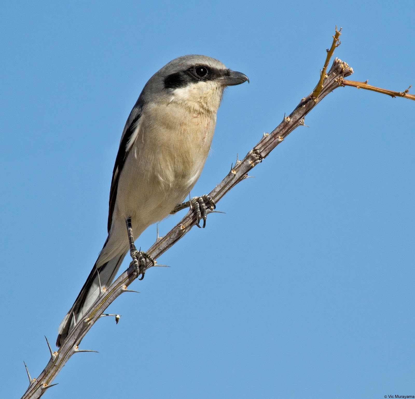 Burung Cendet - Long-Tailed Shrike (Lanius schach) - Ryan Maigan Birds