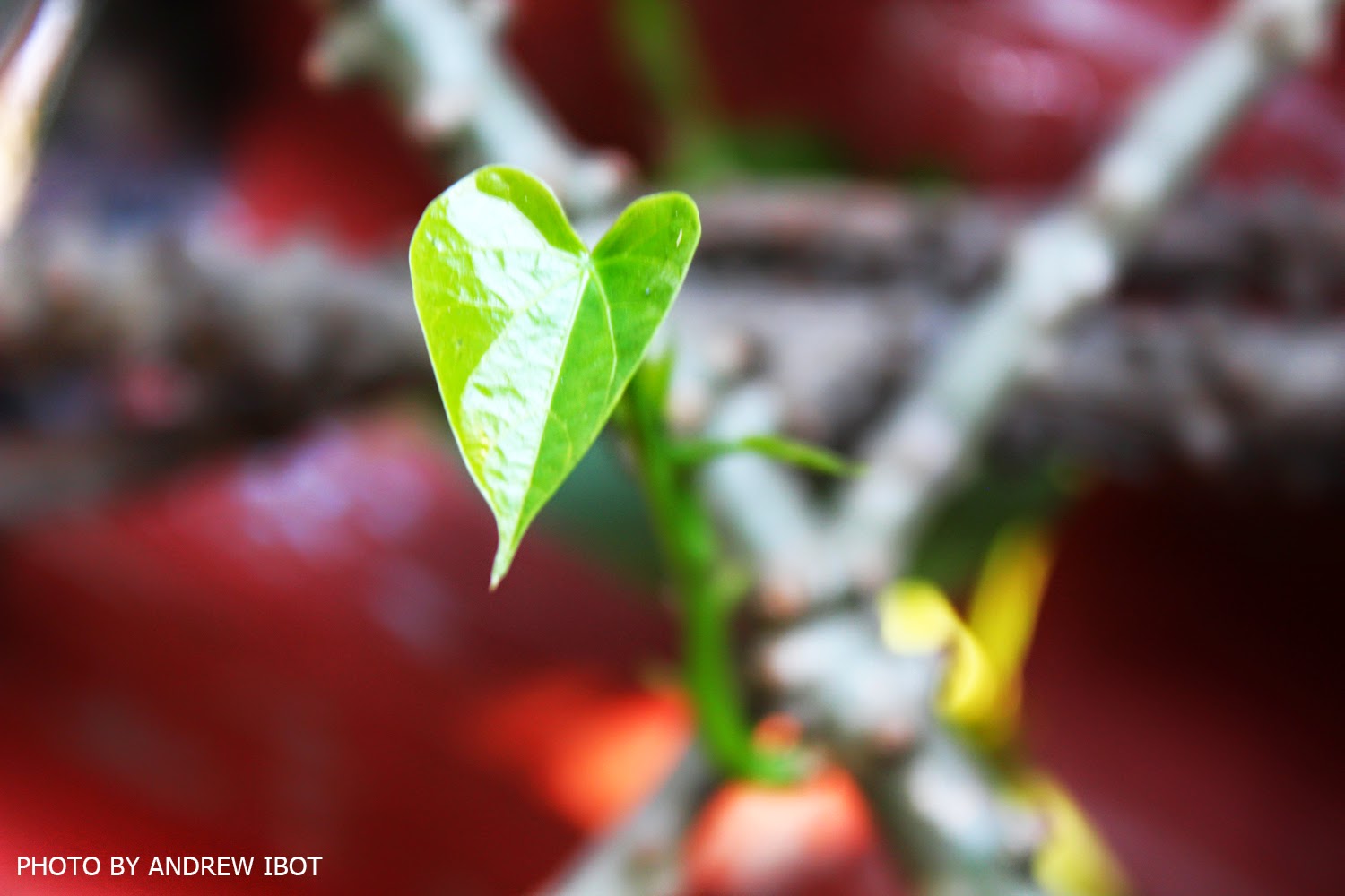 Ako si ANDREW IBOT!: Makabuhay (Tinospora rumphii Boerl)
