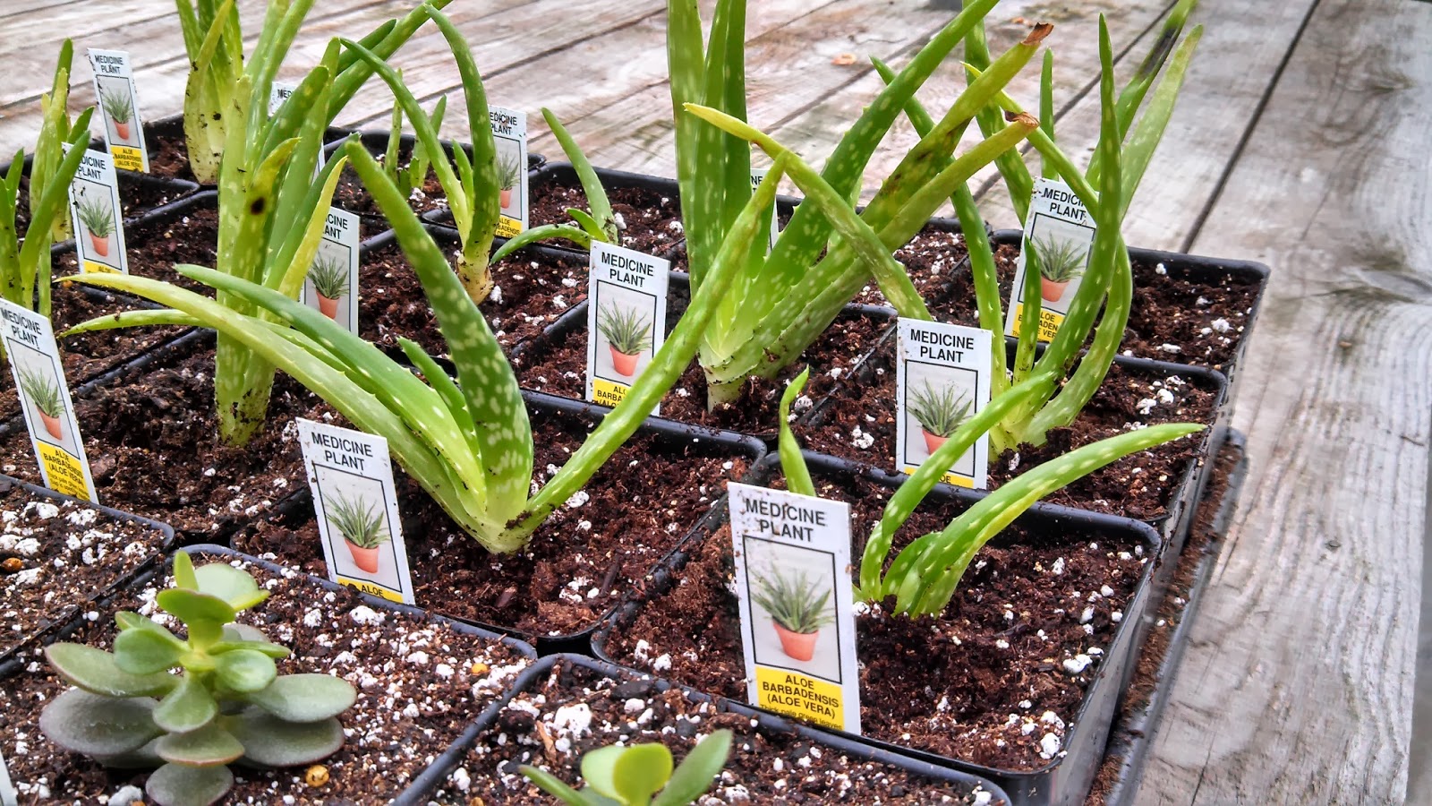 Ben the Greenhouse Guy: Jade and Aloe Plants
