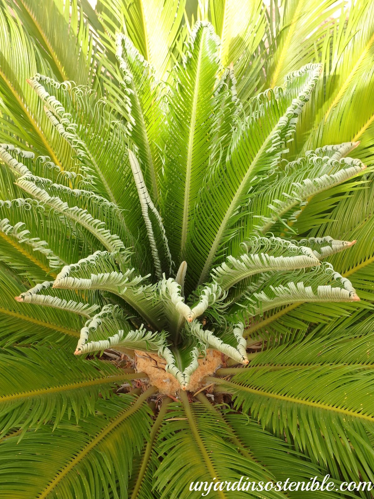 Cyca Revoluta (Cica)