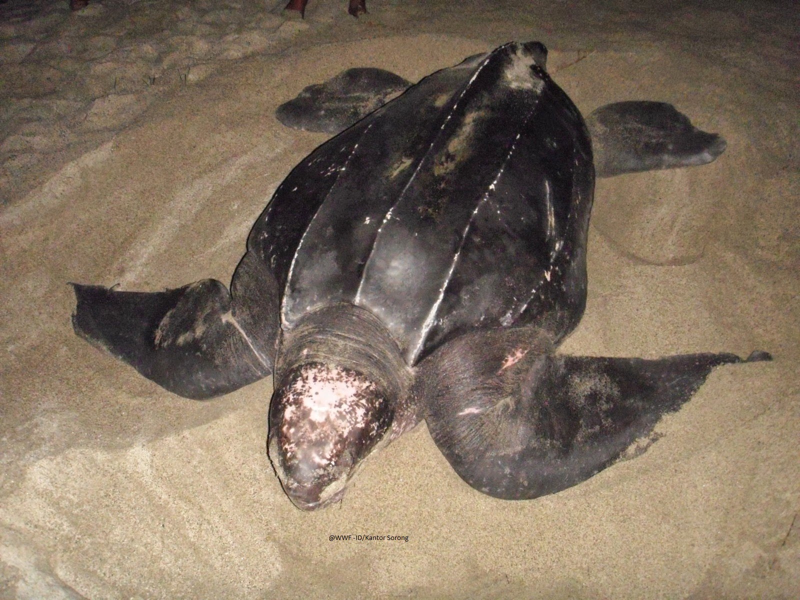 PENYU BELIMBING: Penyu Belimbing, bertelur dengan ancaman