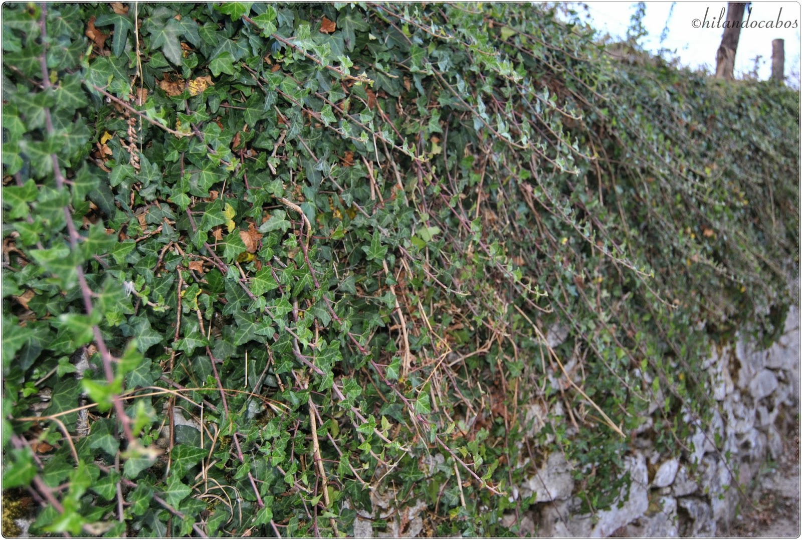Hilandocabos: Verde Hiedra