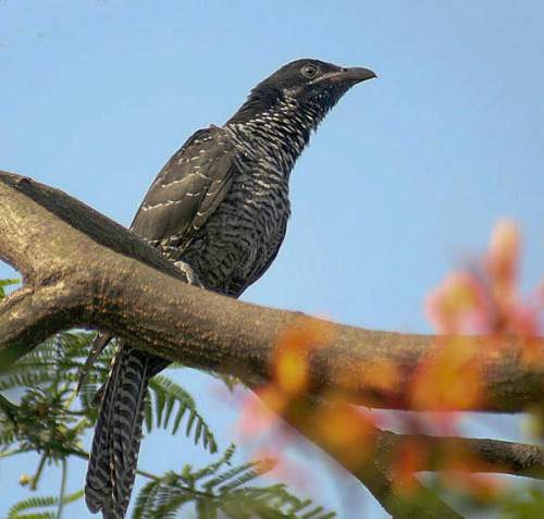 Asian (western) koel images | Birds of India | Bird World