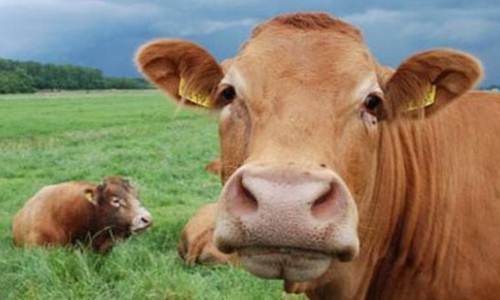 Panduan Lengkap Jenis Sapi Potong Unggulan di Indonesia lengkap beserta ...