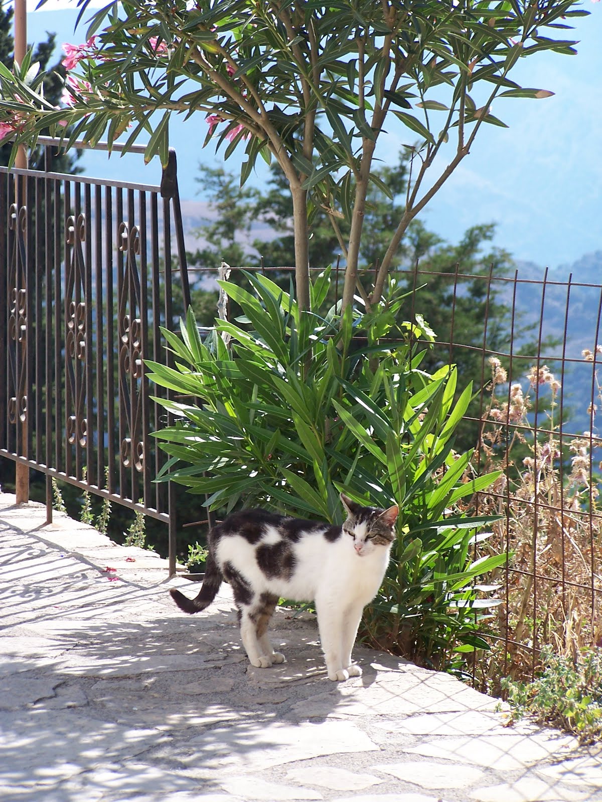 Catsparella: Around The World In 80 Cats #3: Greece
