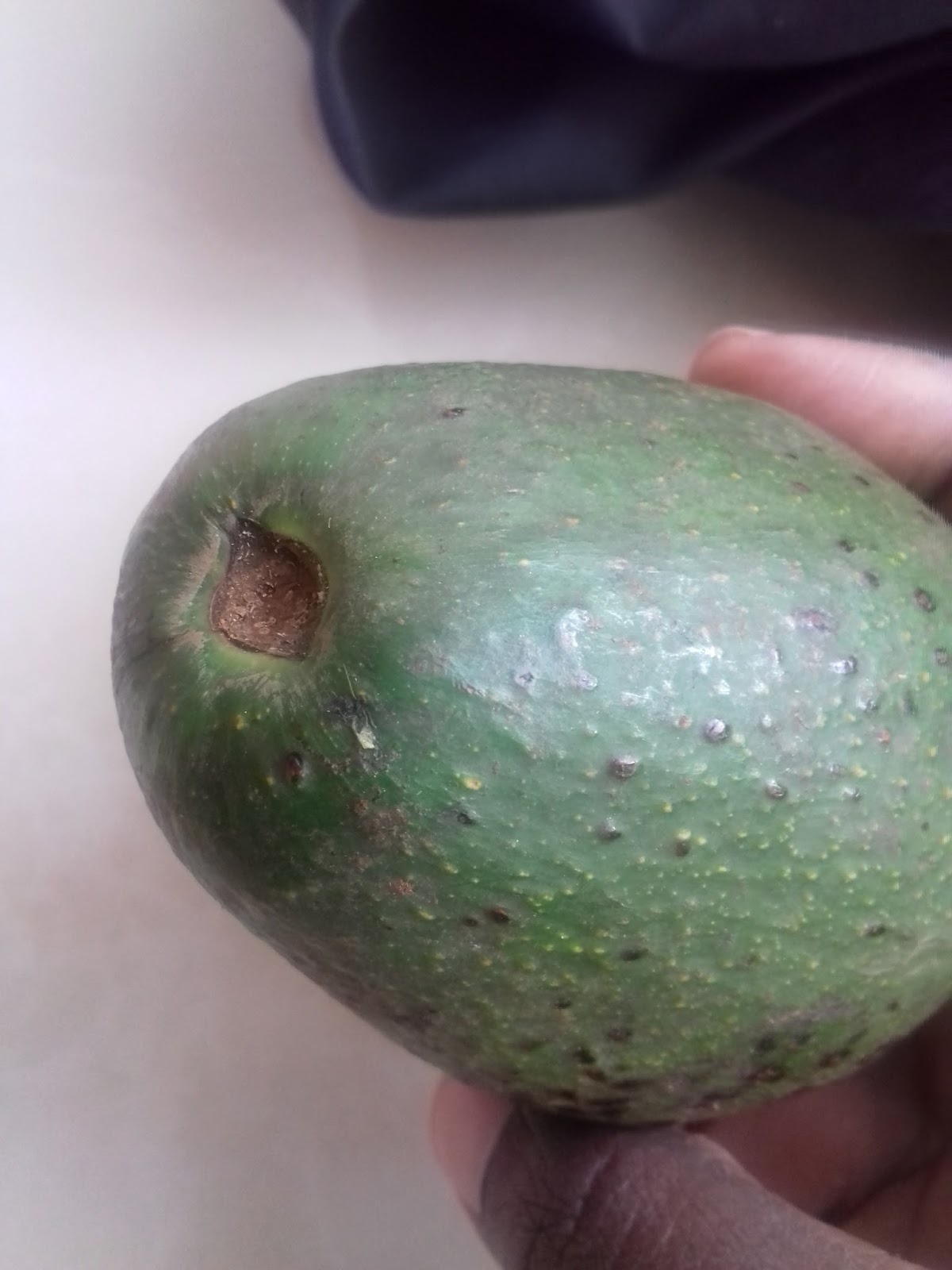 AVOCADO - FRUIT OF THE WEEK / Nairobi Kitchen