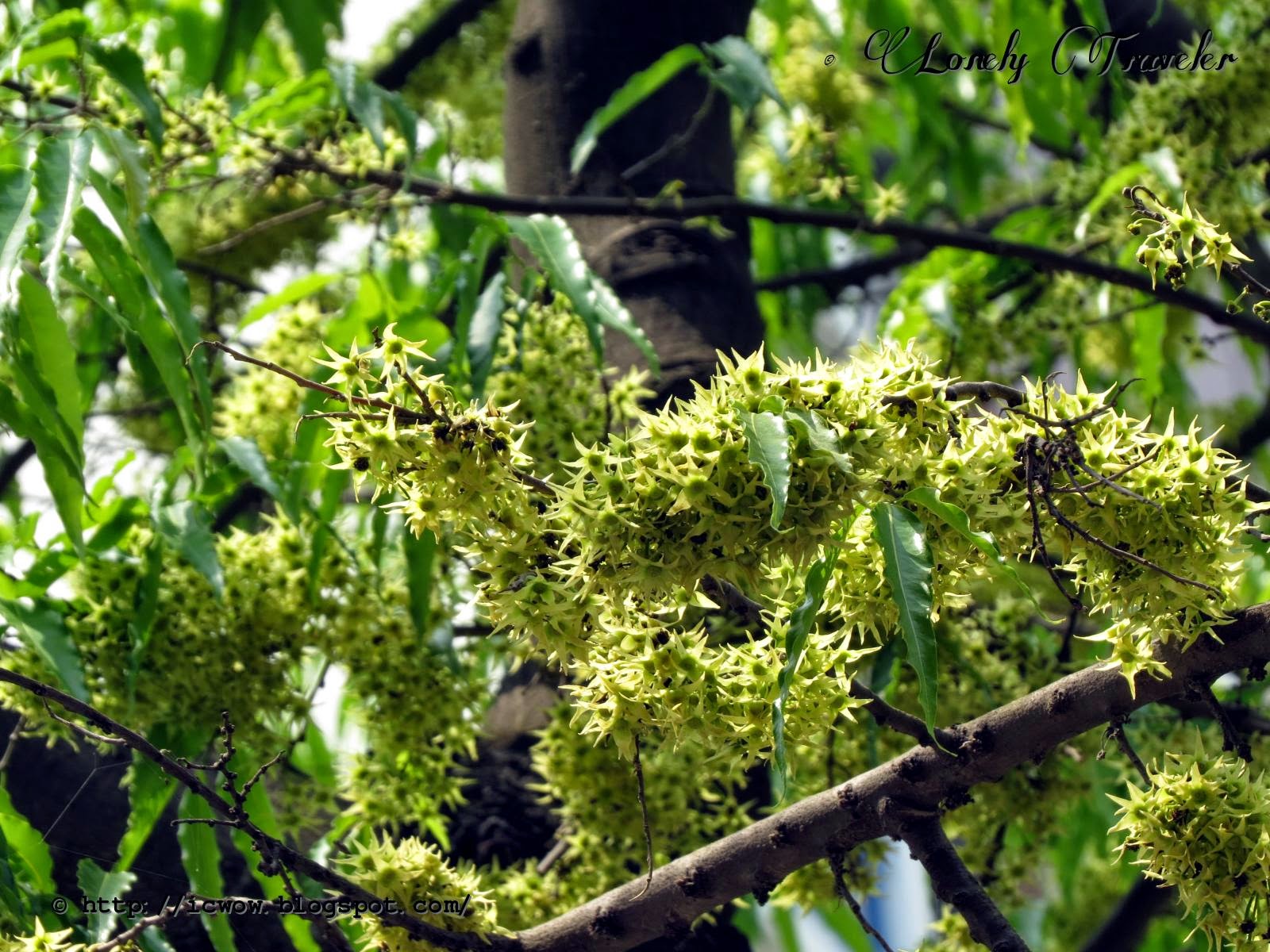 Debdaru ful (দেবদারু ফুল) - Polyalthia longifolia
