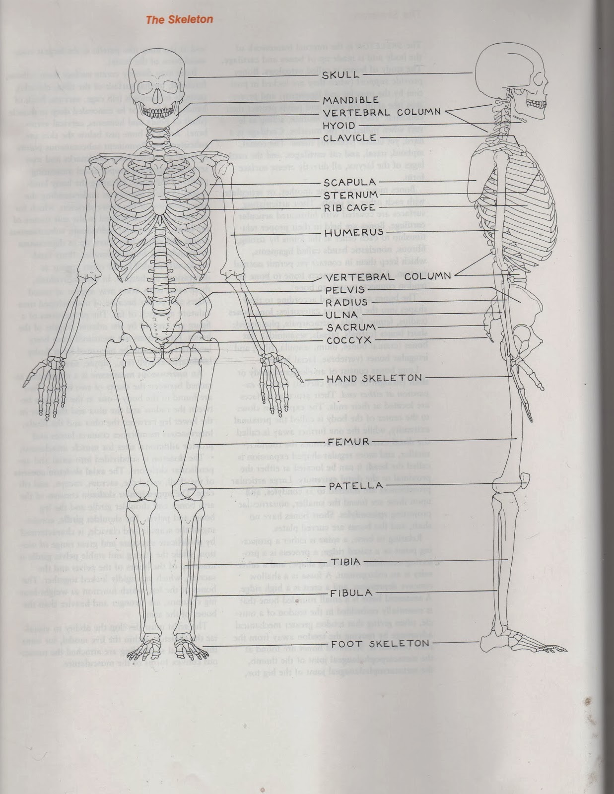 ART136 Spring 2014: The Skeleton