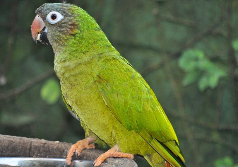ZOOTOGRAFIANDO (6.096 ANIMALS): COTORRA DE CABEZA AZUL / BLUE-CROWNED ...