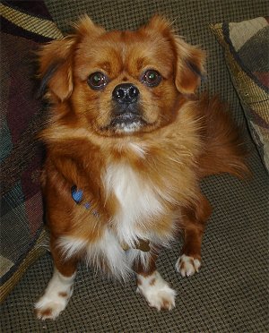 Picture Of A Dachshund: Dachshund Pekingese Mix