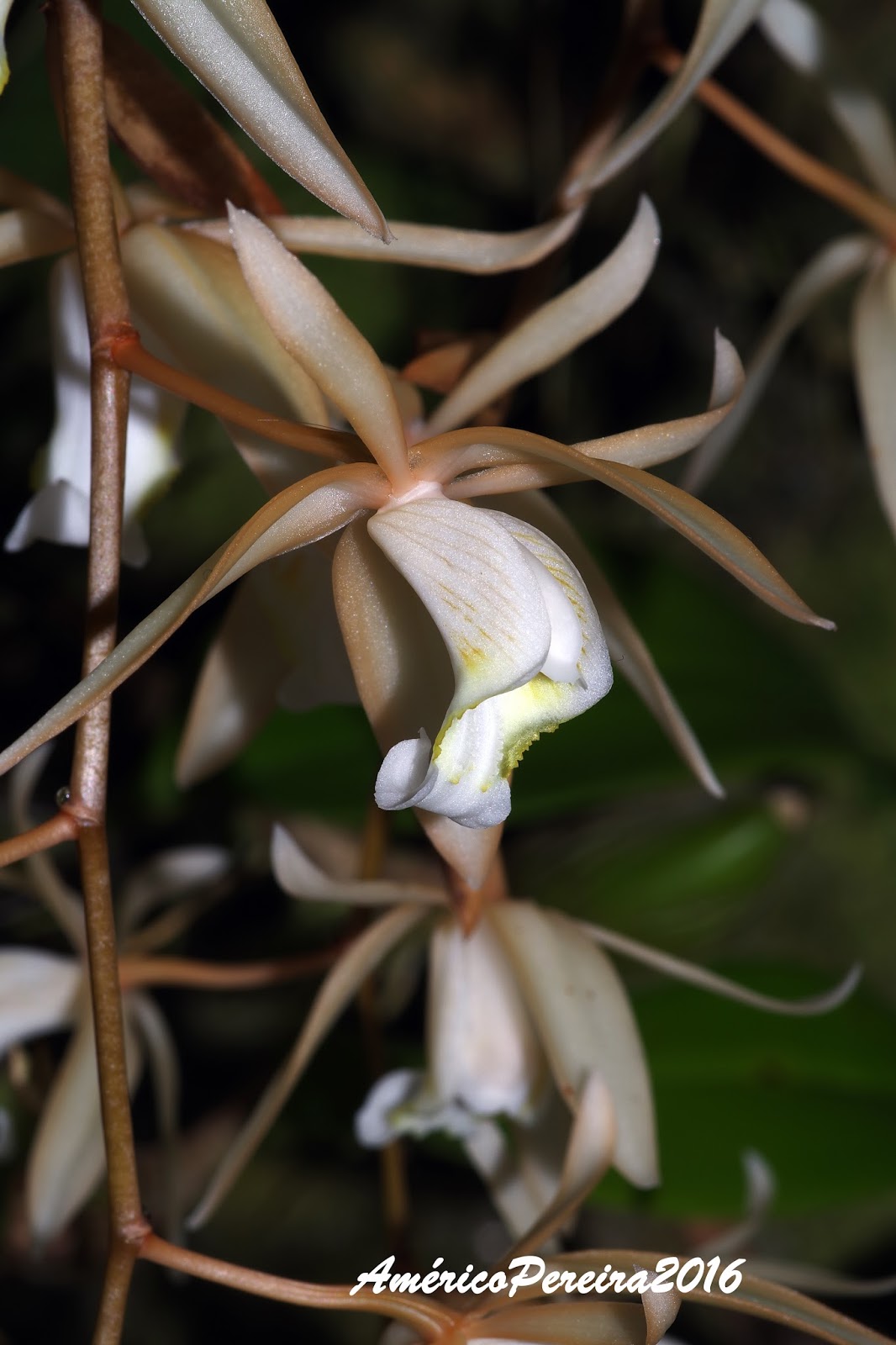 Orquídeas soltas: Coelogyne albolutea