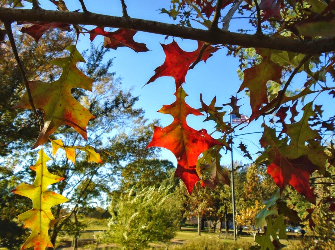 H-Town-West Photo Blog: Foliage of the Fall in Houston