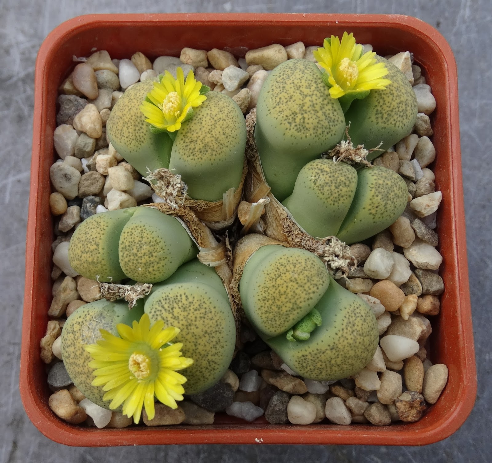 Succulent Sundae: LITHOPS TERRICOLOR 'SPECKLED GOLD'