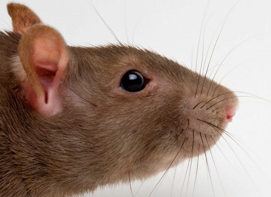 The Nook - A Garden Blog: HERE RATTY, RATTY, RATTY