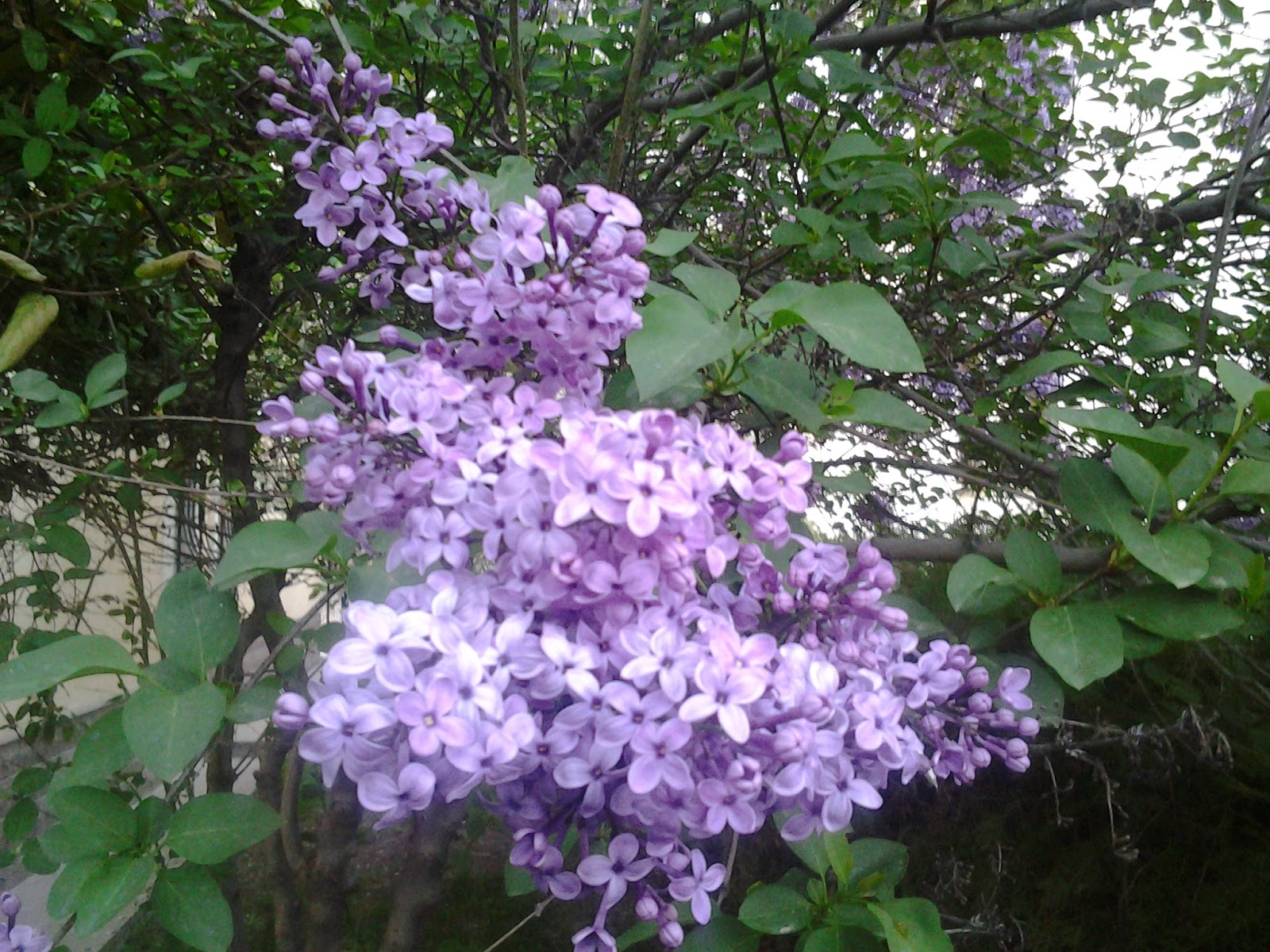 Hayalci ve Arkadaşı: İncir Çiçeği????