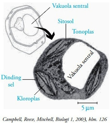 Belajar Matematika Simpel: Pintar Pelajaran Struktur Dan Fungsi Vakuola ...