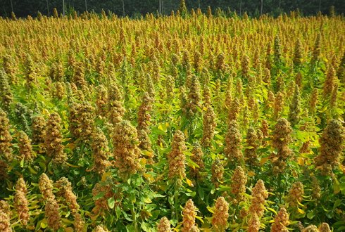 Agrifarming: Quinoa Cultivation Guide