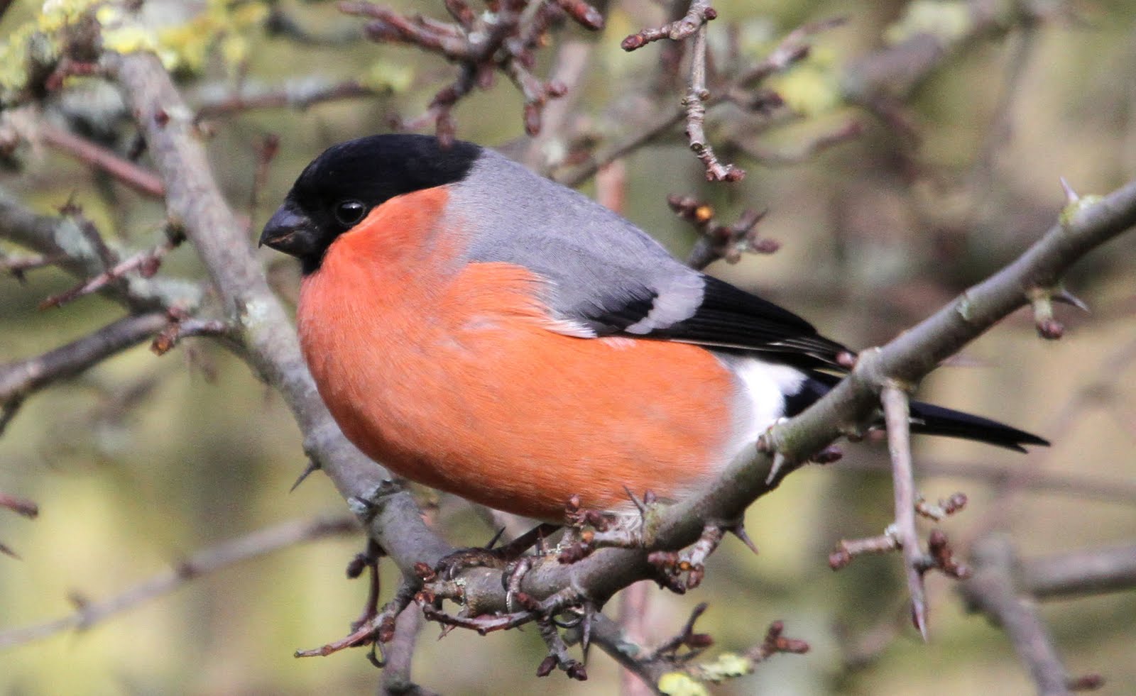 Birding with Flowers: Operation Bullfinch