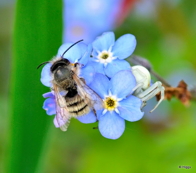 Higgy's Garden Project..... As Seen on BBC Springwatch: Wildlife Pond ...