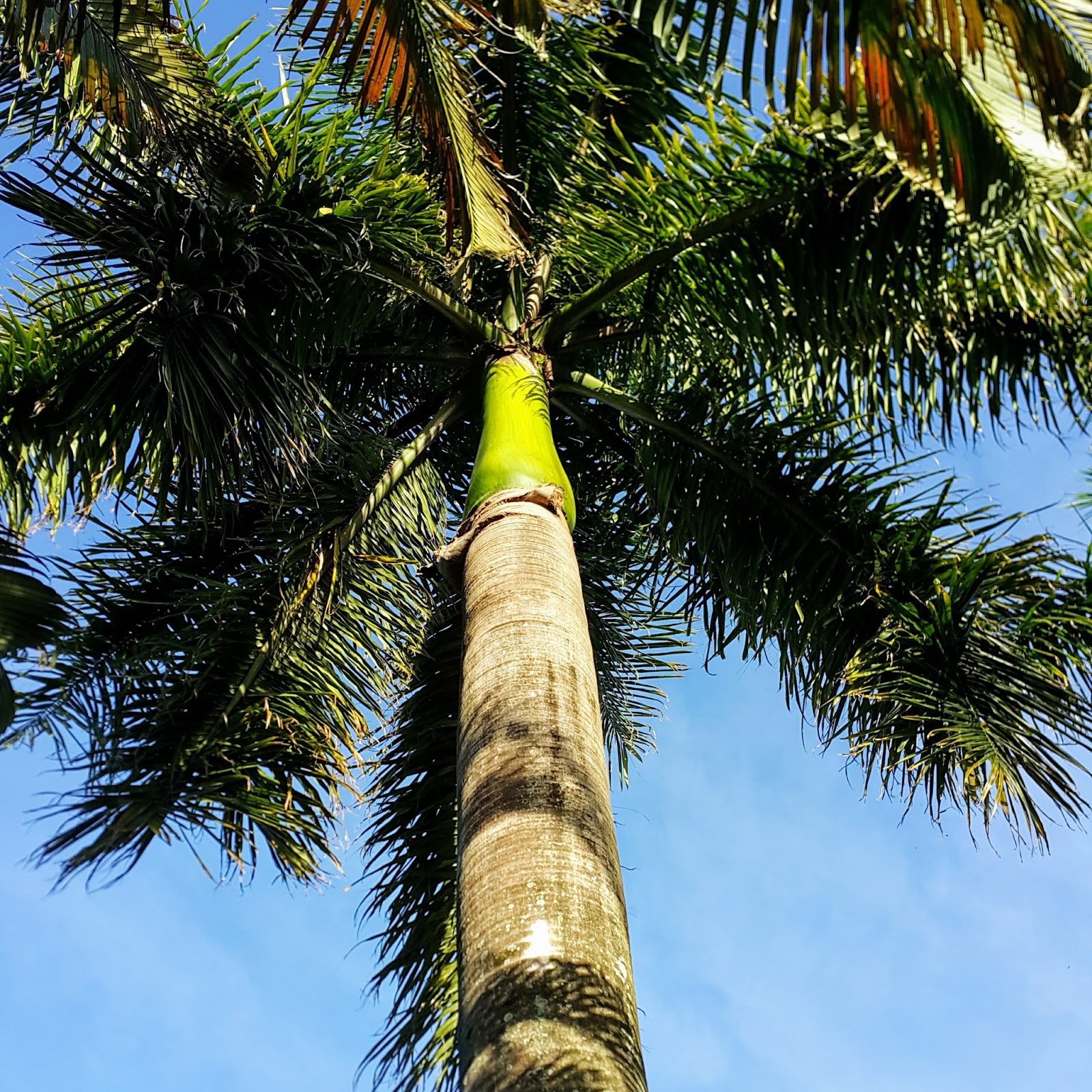 "Verdade//aspas" : 👪 Arecaceae (Roystonea oleracea)