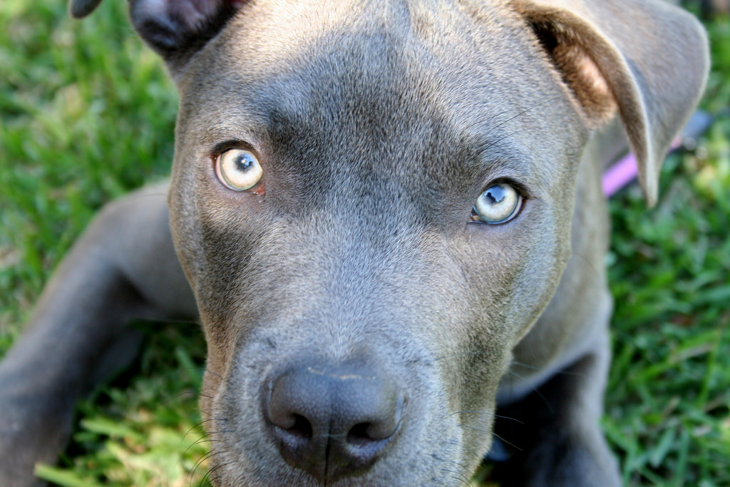 Furever Furry Friends: Things You Should Know About a Blue Pitbull