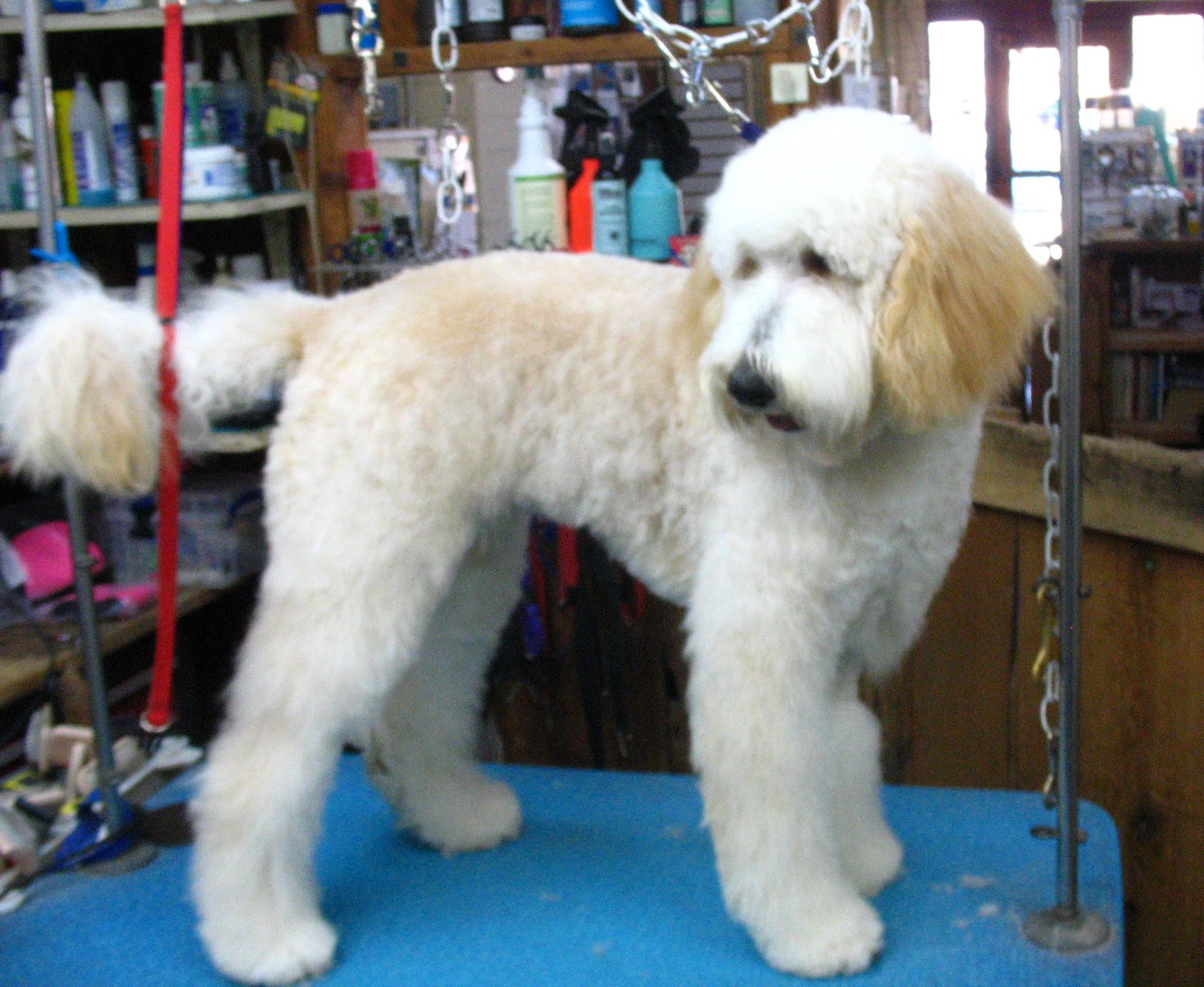 One Of The Best Tips About How To Look After A Labradoodle - Unfuture38